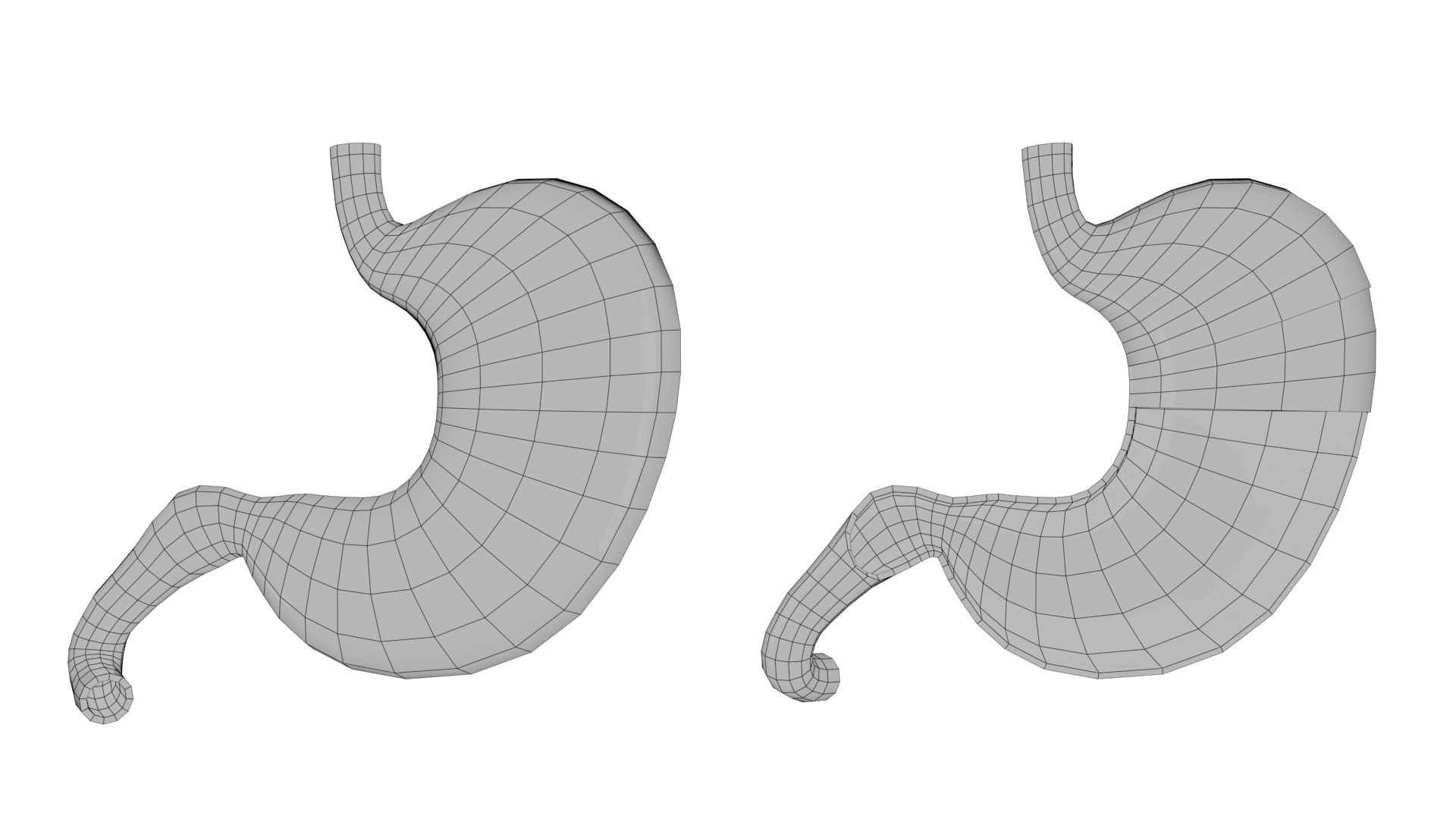 3D Human Stomach Anatomy - TurboSquid 2394757