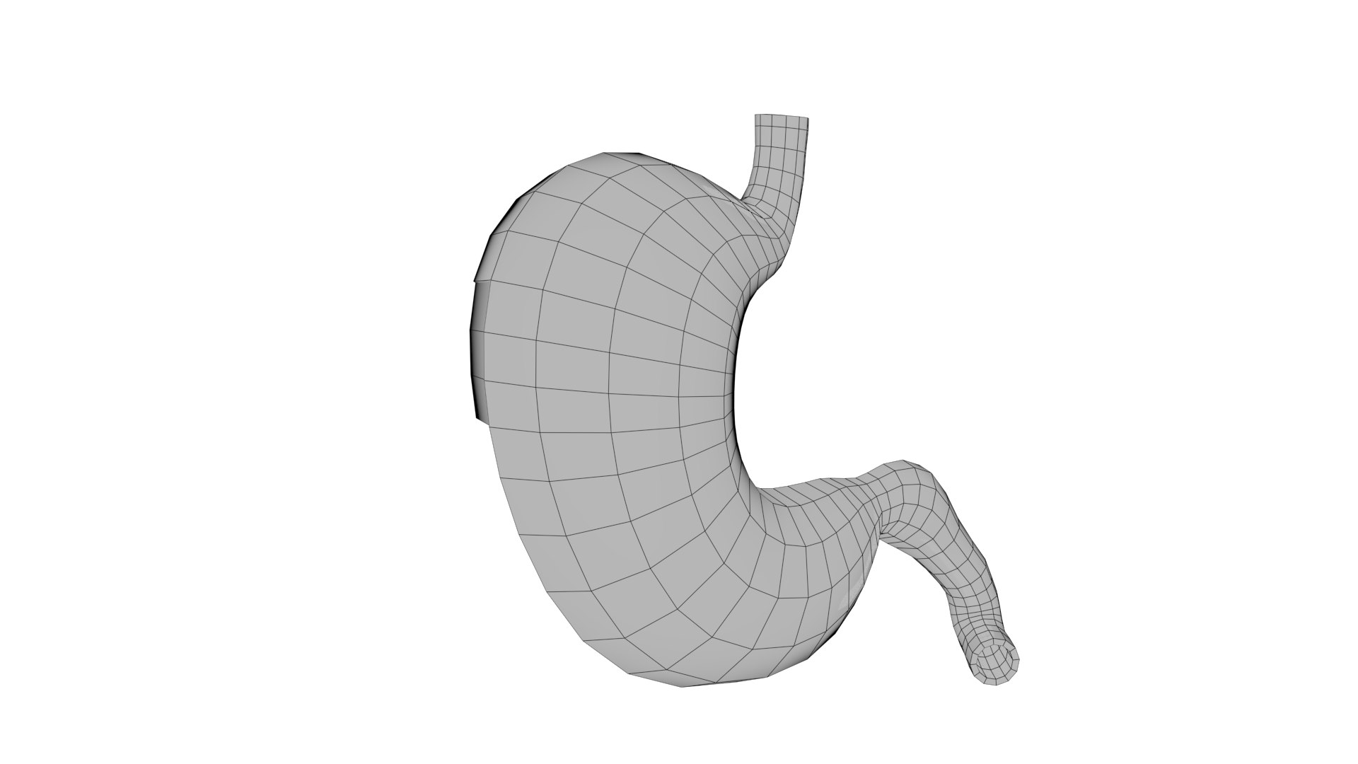 3D Human Stomach Anatomy - TurboSquid 2394757