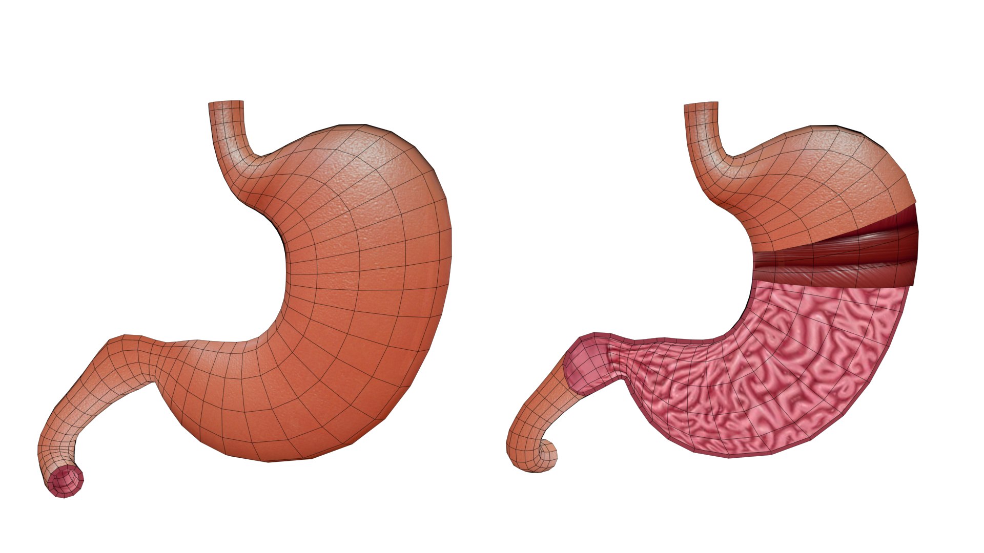 3D Human Stomach Anatomy - TurboSquid 2394757