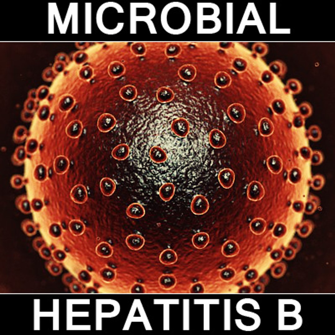 Hepatitis B Virus 3d Model