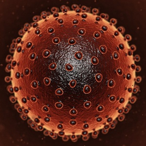 hepatitis b virus 3d model