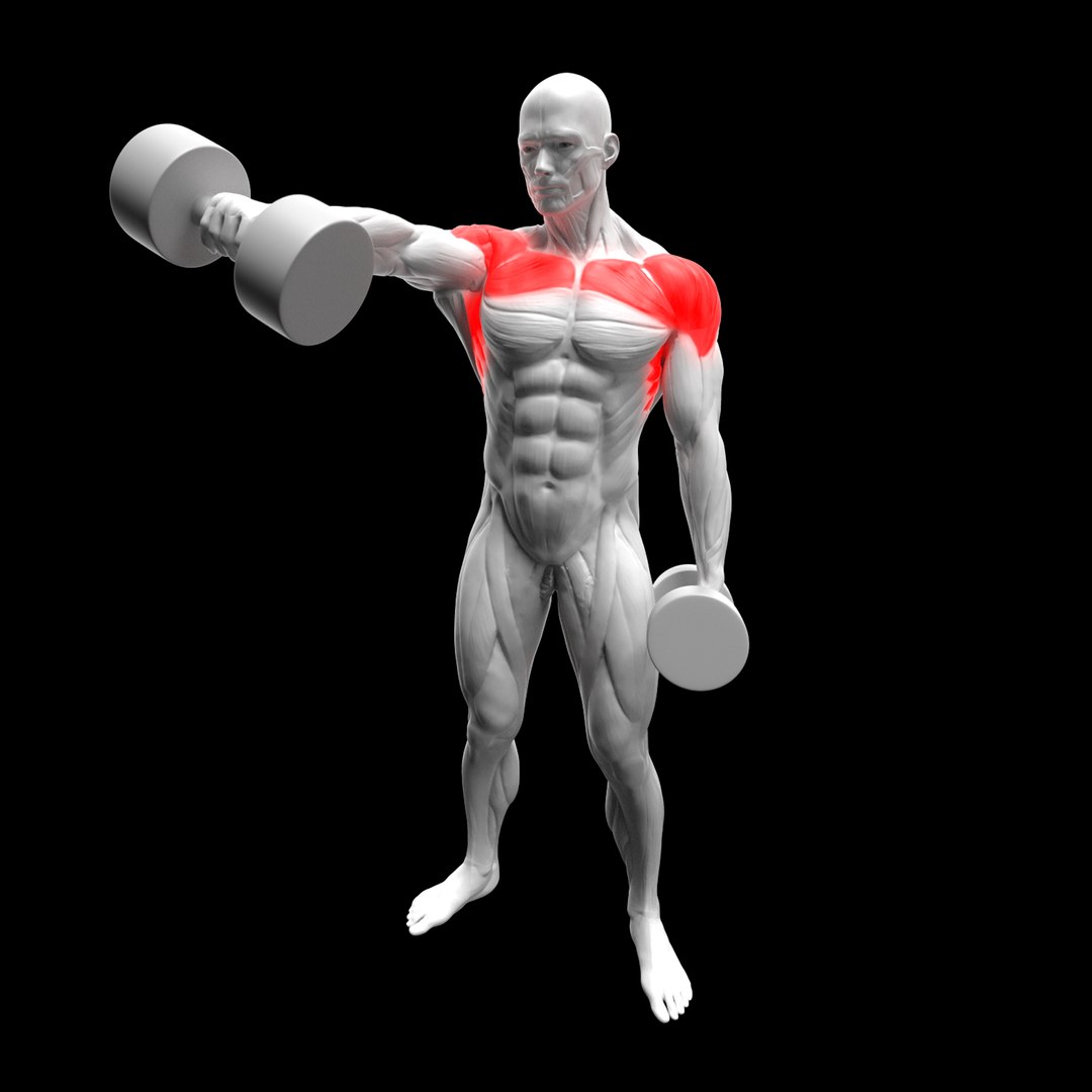 Dumbbell Front Raise 3D Model - TurboSquid 2229245