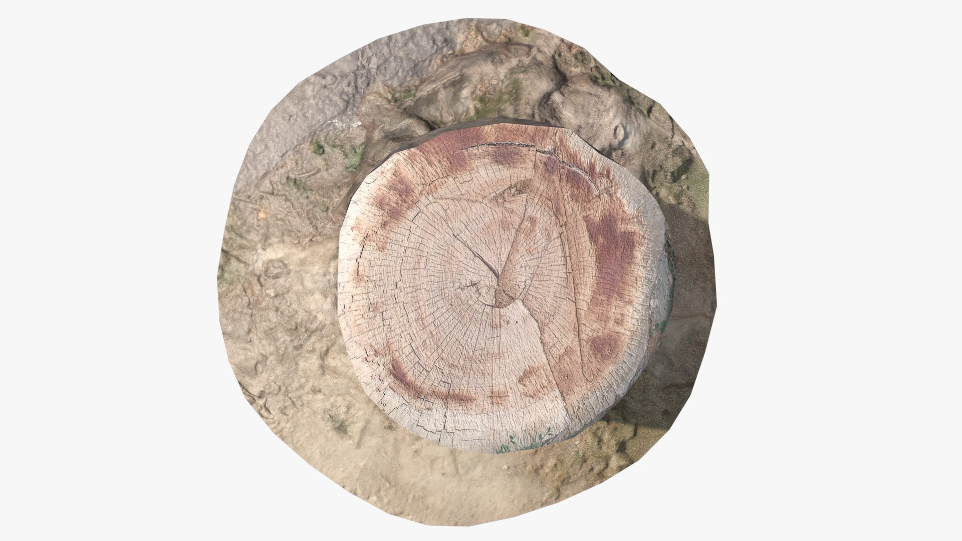 3D trunk scan 002 model - TurboSquid 1608120