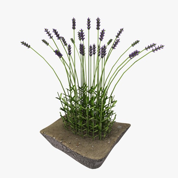 3D Lavender Models | TurboSquid