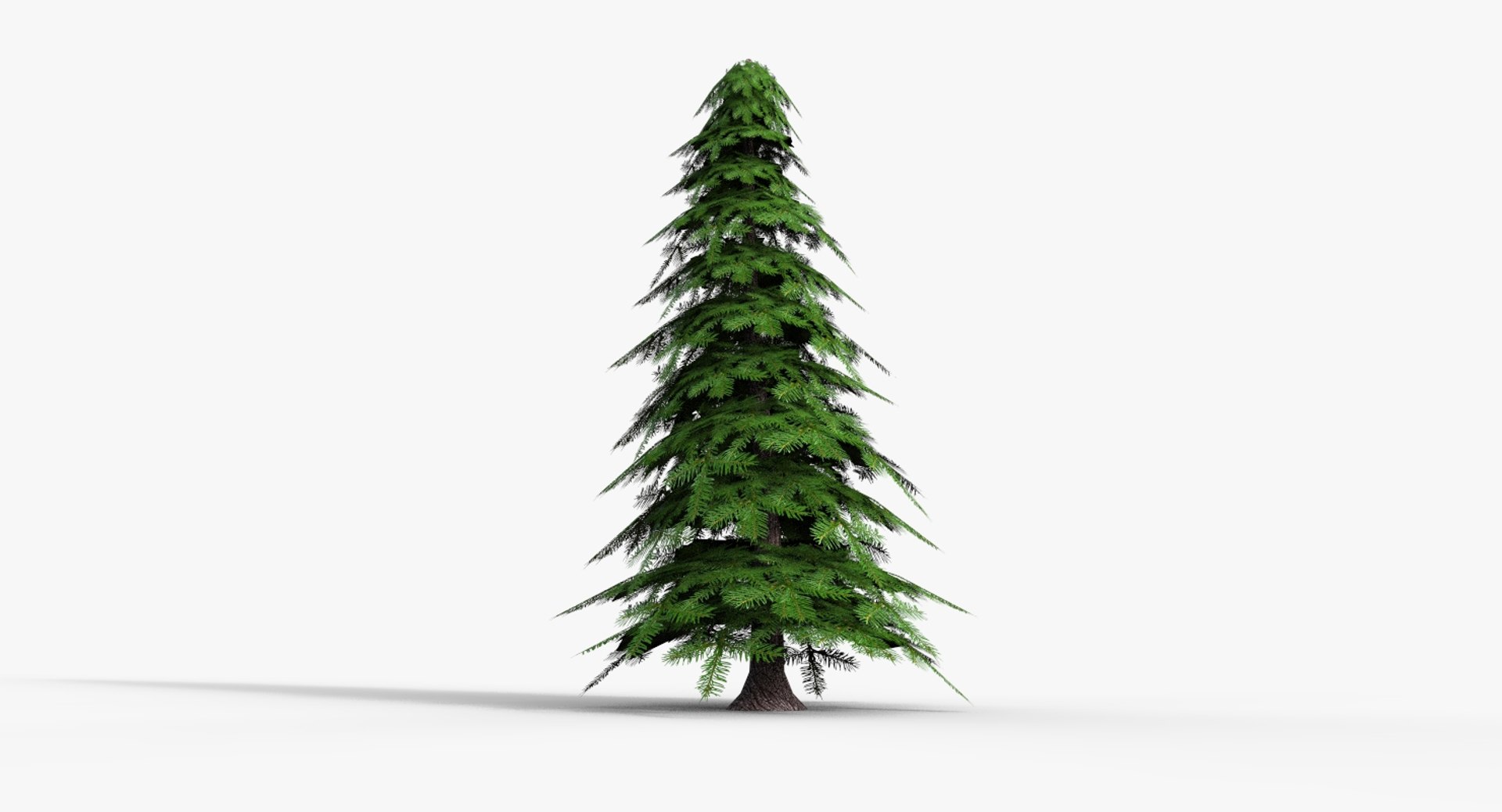 3D Pine Tree Model - TurboSquid 1218808