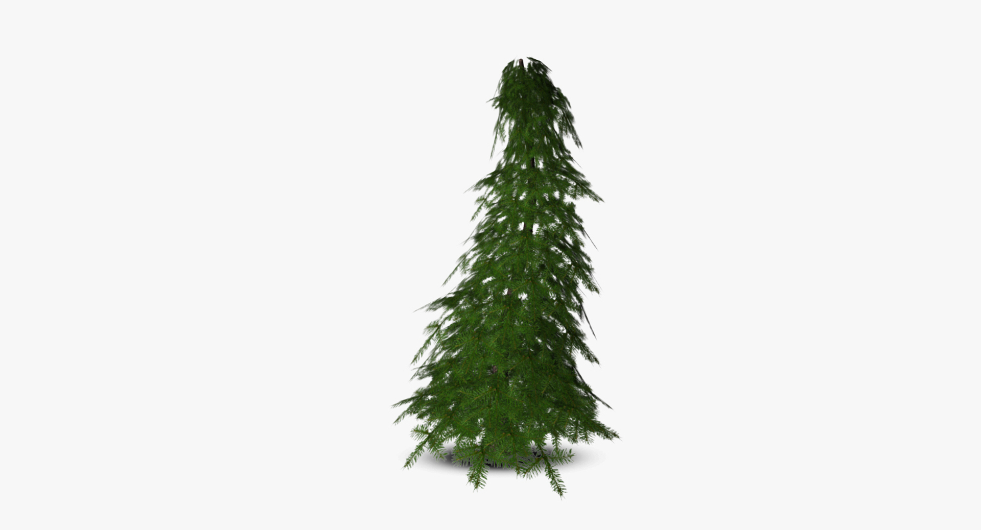 3D Pine Tree Model - TurboSquid 1218808