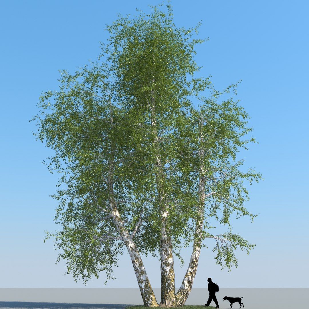Obj Realistic Birch Tree