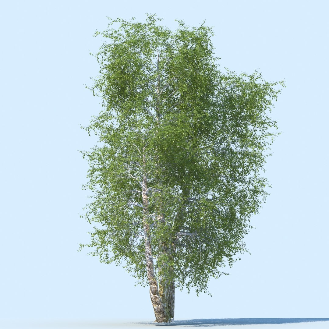 Obj Realistic Birch Tree