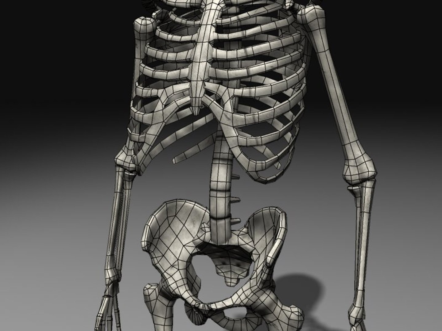 Human Skeleton 3d Model
