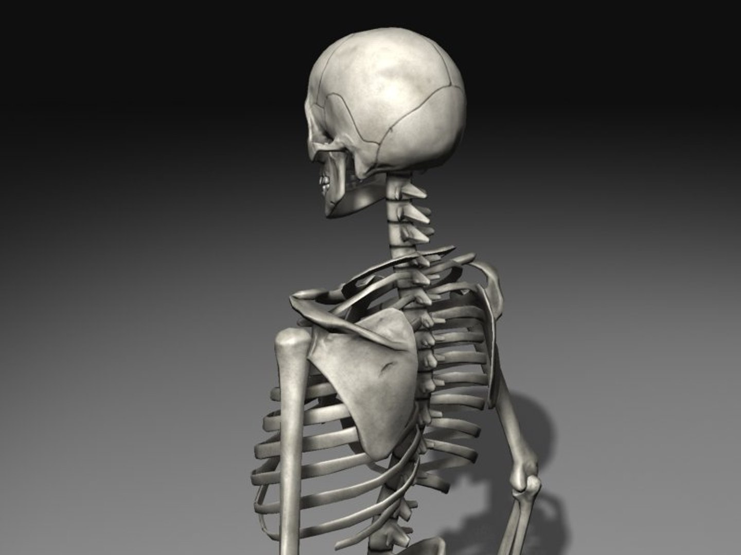 Human Skeleton 3d Model
