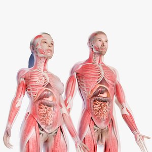 Download Free & Premium Realistic 3d Male Model 3D Models | TurboSquid