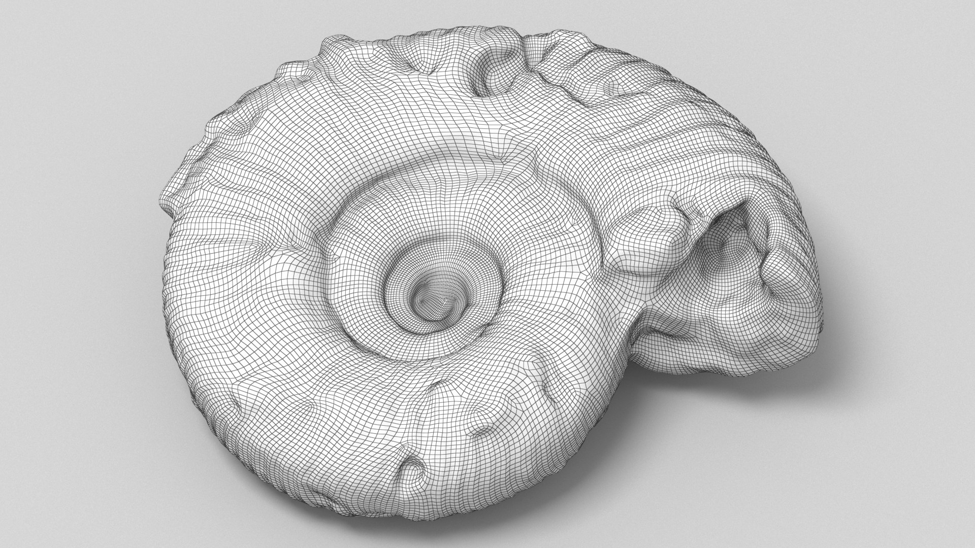 Ammonite Fossil 3D Model - TurboSquid 1203774