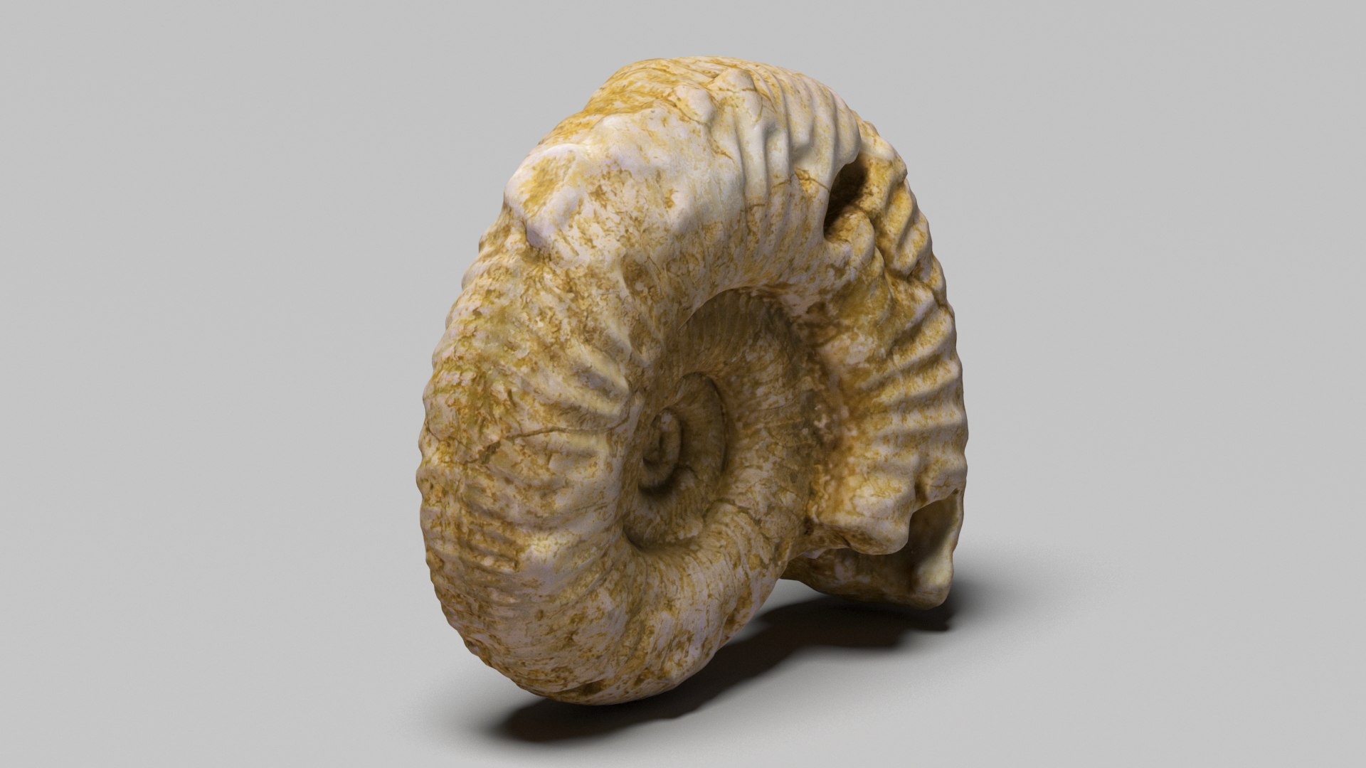 Ammonite Fossil 3D Model - TurboSquid 1203774