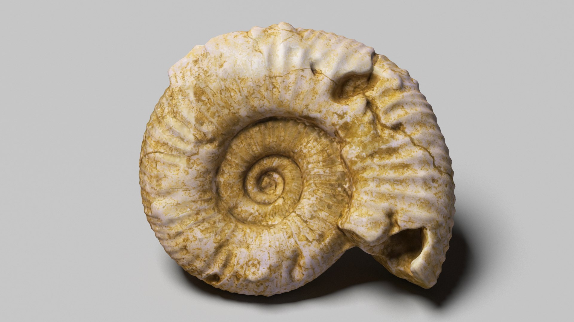 Ammonite Fossil 3D Model - TurboSquid 1203774