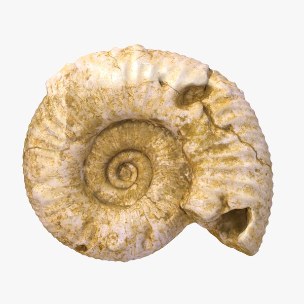 Ammonite 3D Models for Download | TurboSquid