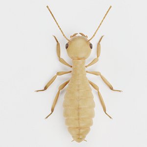 3D Termite Models - Browse & Download Formats - TurboSquid