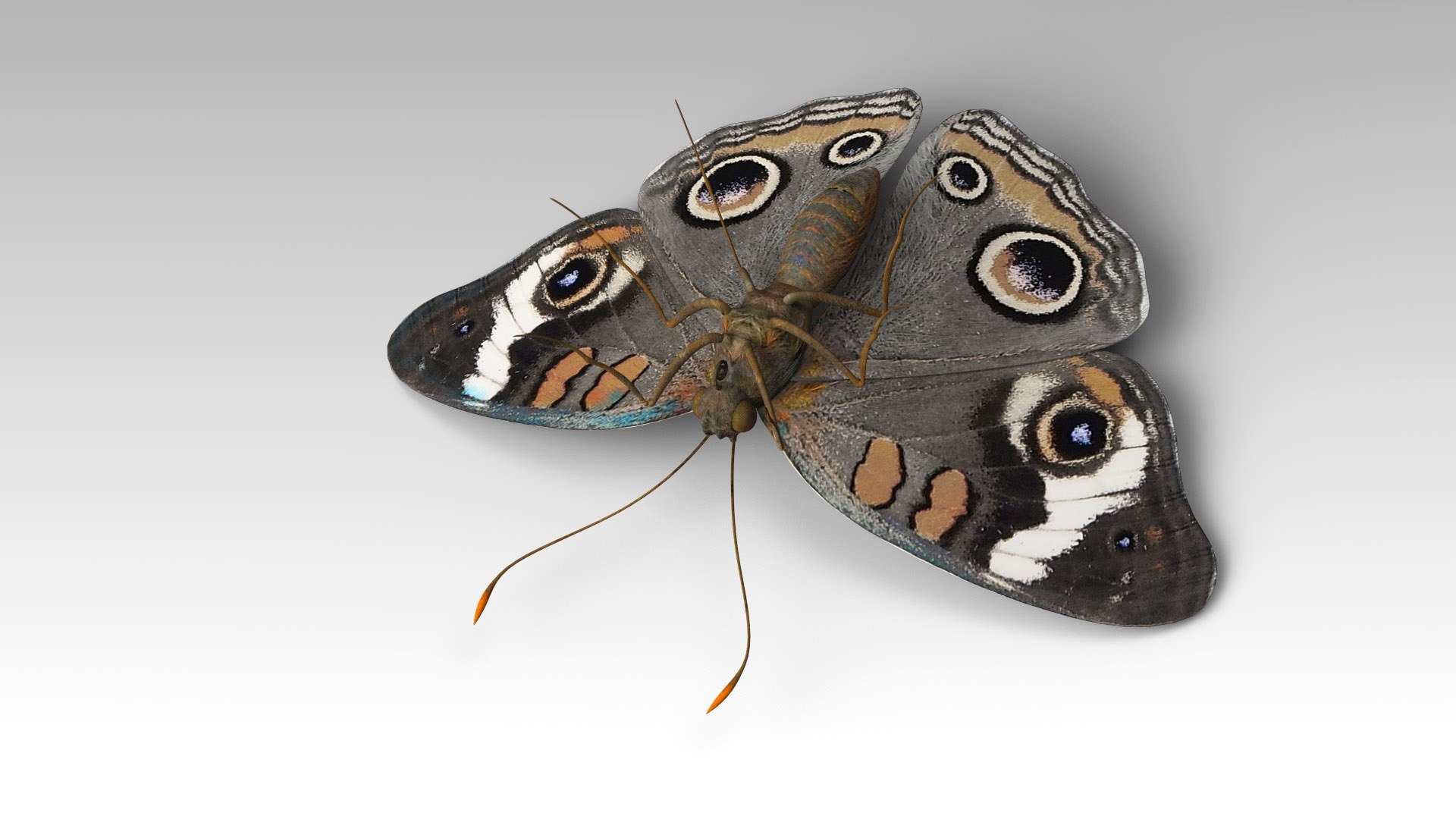 3D Butterfly Bugs Insect - TurboSquid 1680383