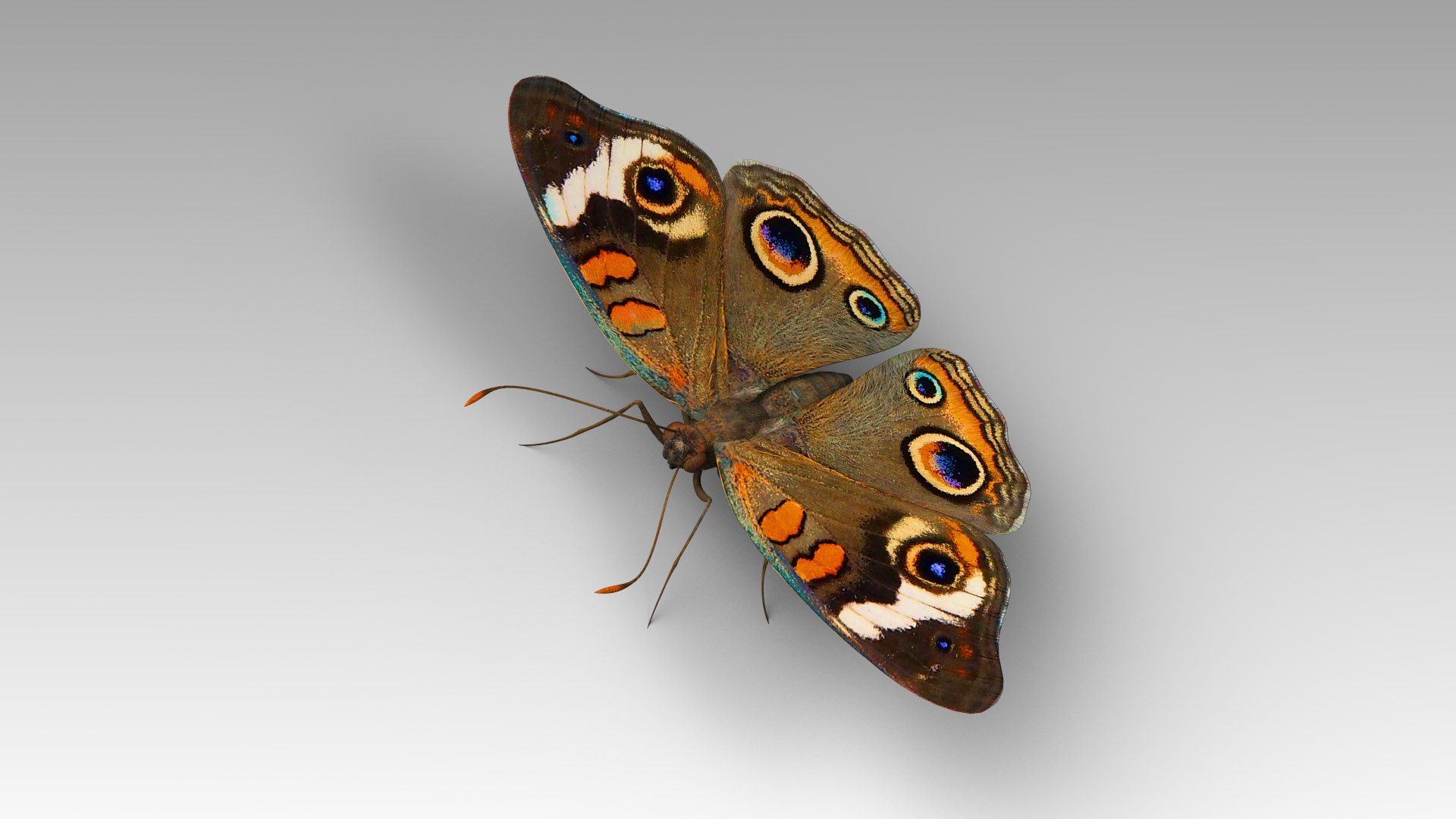 3D Butterfly Bugs Insect - TurboSquid 1680383