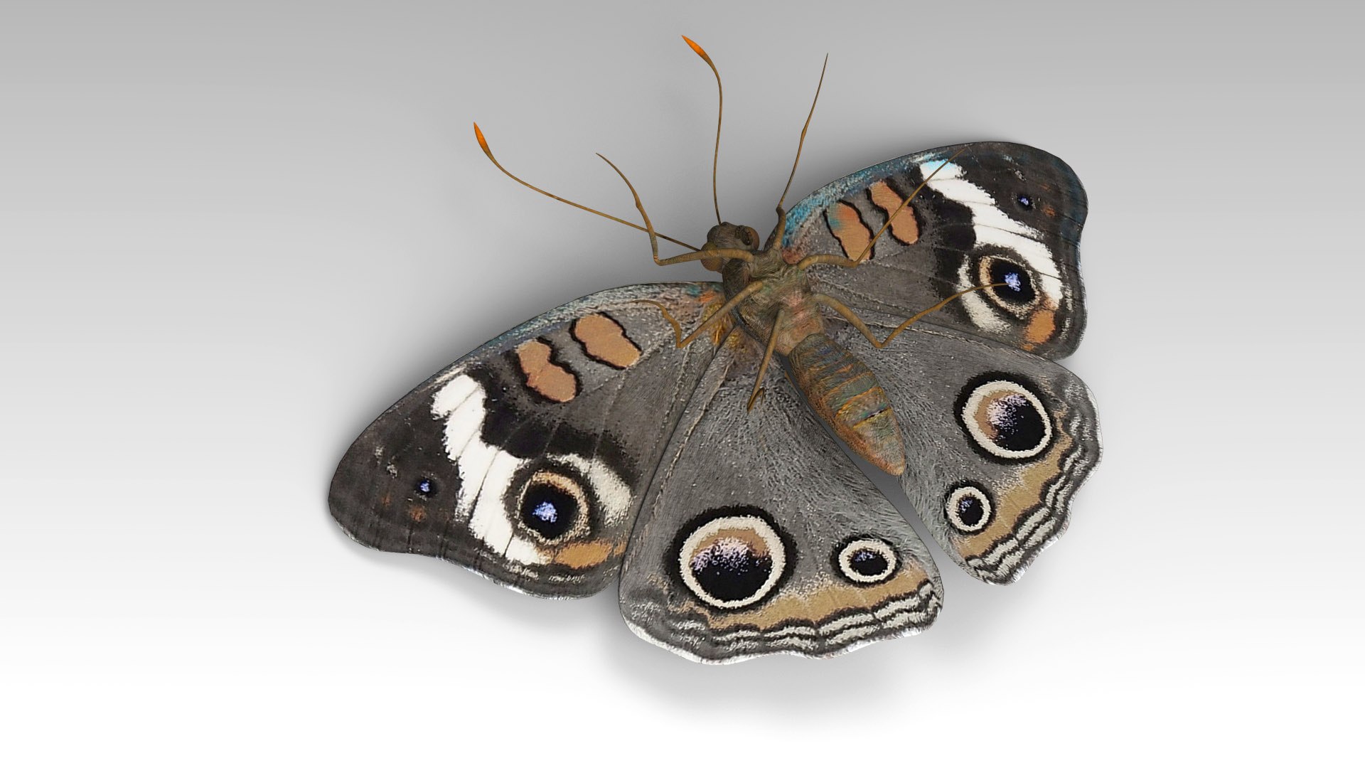 3D Butterfly Bugs Insect - TurboSquid 1680383