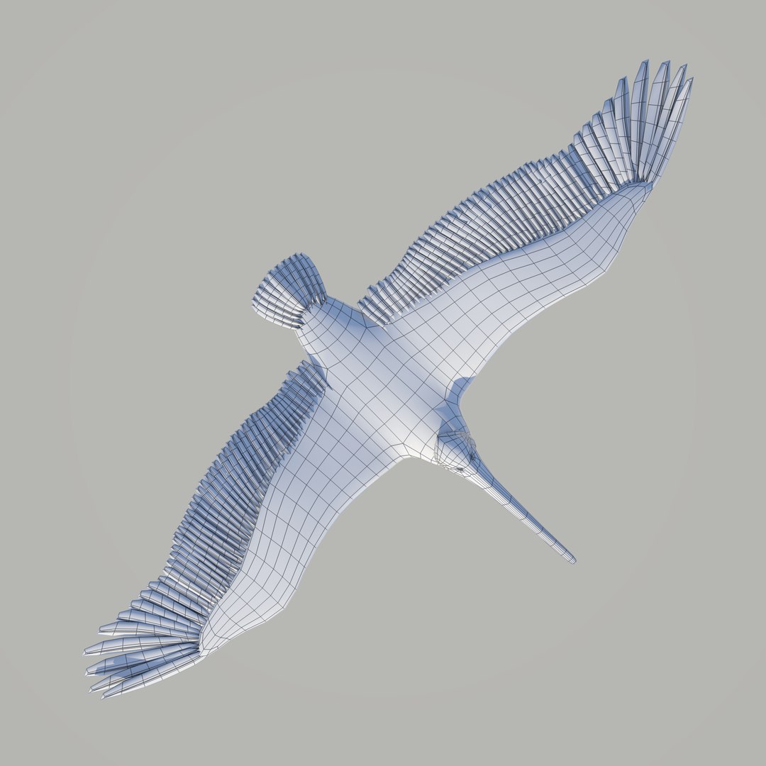 Flying pelican 3D model - TurboSquid 1375413