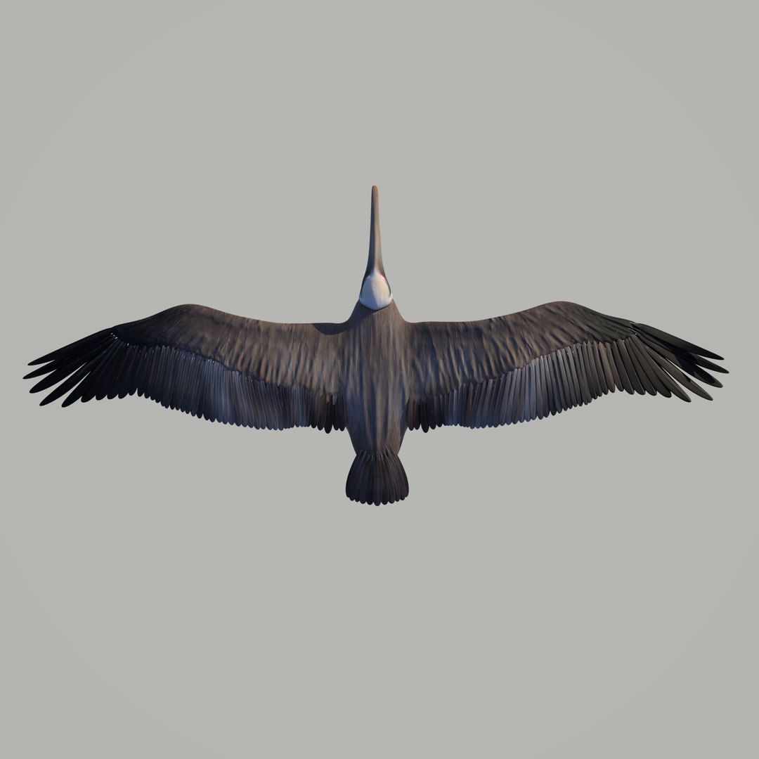 Flying pelican 3D model - TurboSquid 1375413