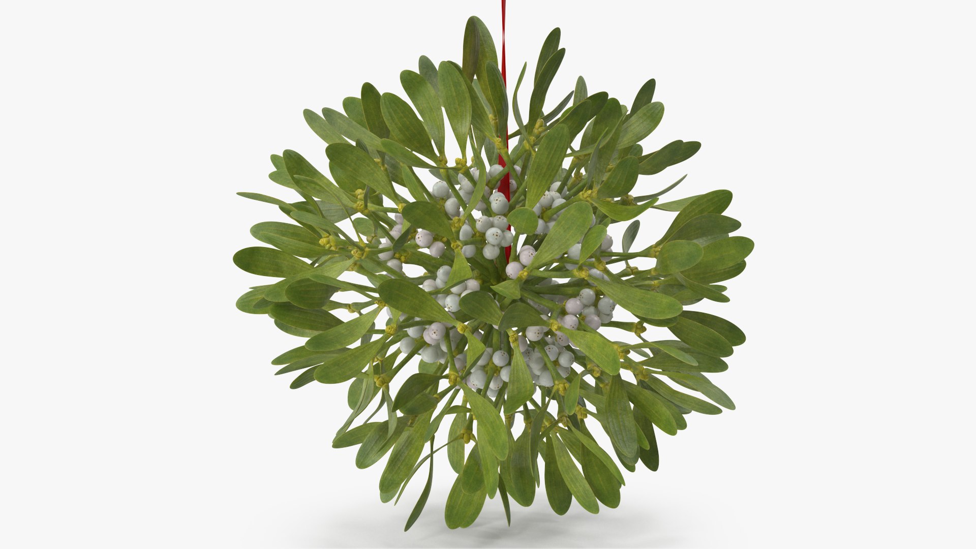 3D Mistletoe V 2 Model - TurboSquid 1804816