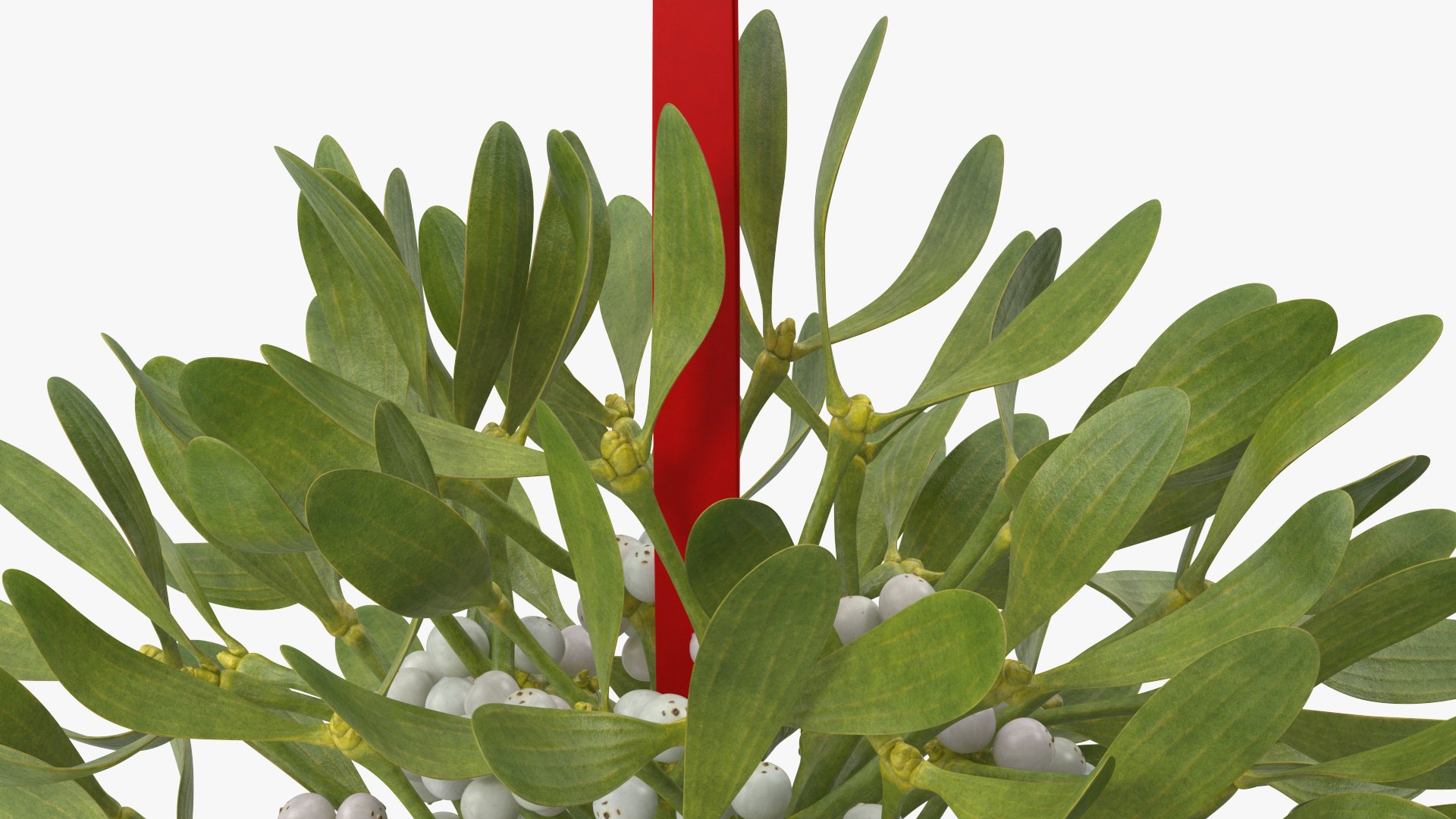 3D Mistletoe V 2 Model - TurboSquid 1804816