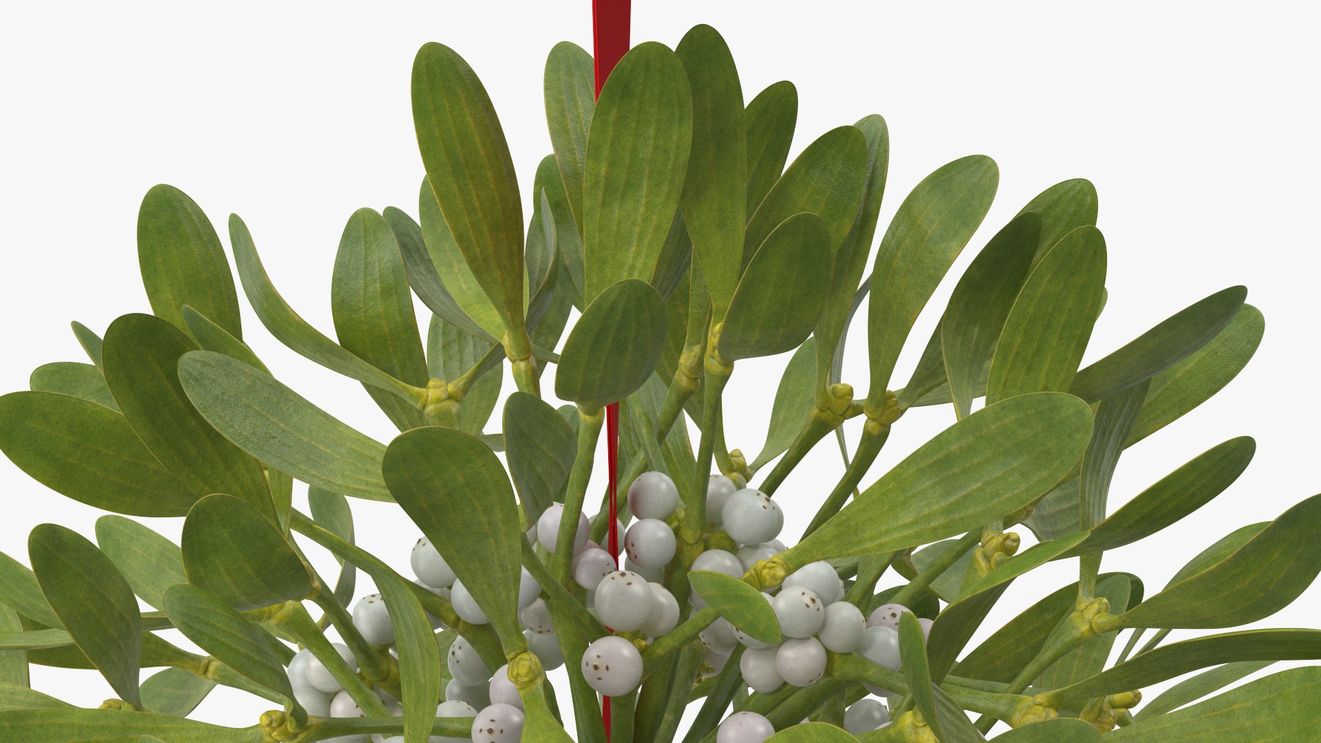 3D Mistletoe V 2 Model - TurboSquid 1804816