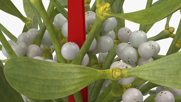 3D Mistletoe v 2 model - TurboSquid 1804816