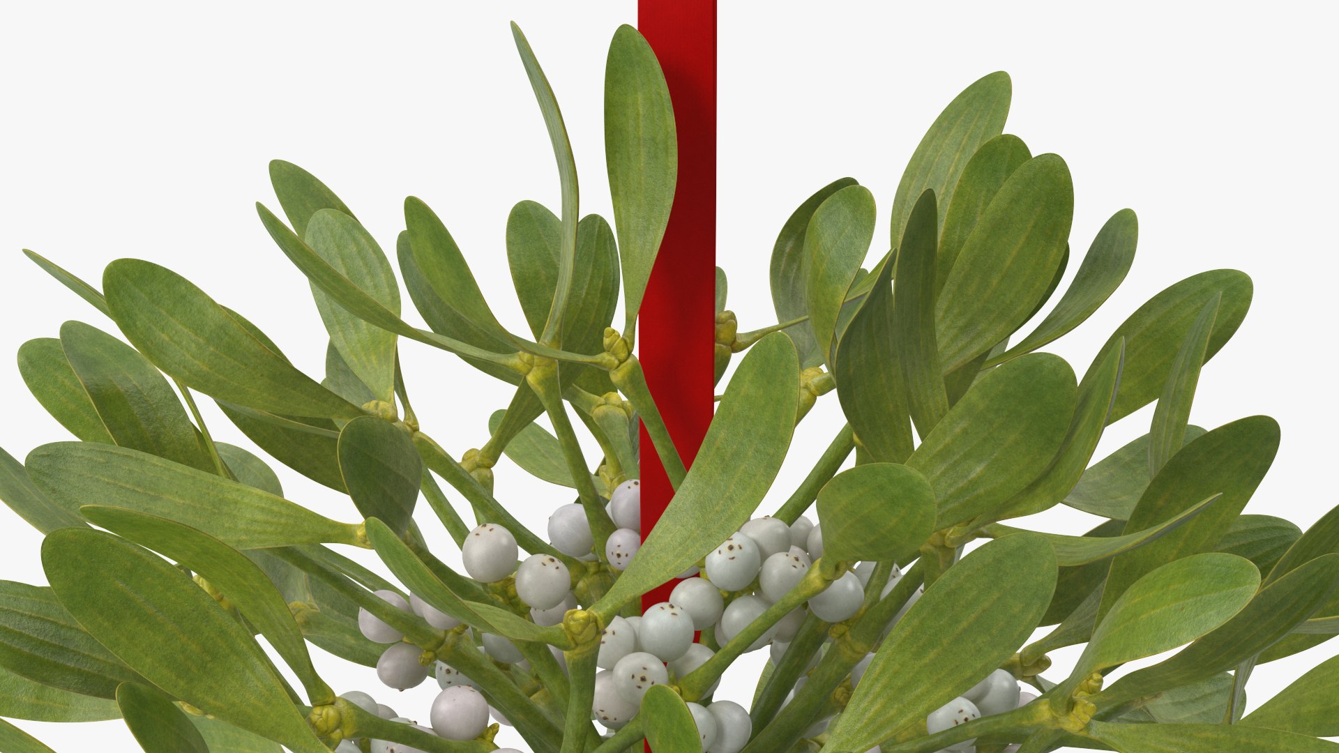 3D Mistletoe V 2 Model - TurboSquid 1804816