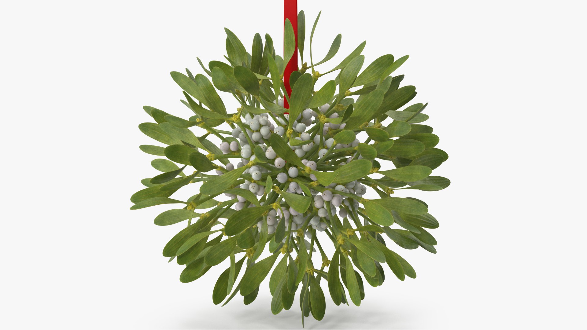 3D Mistletoe V 2 Model - TurboSquid 1804816