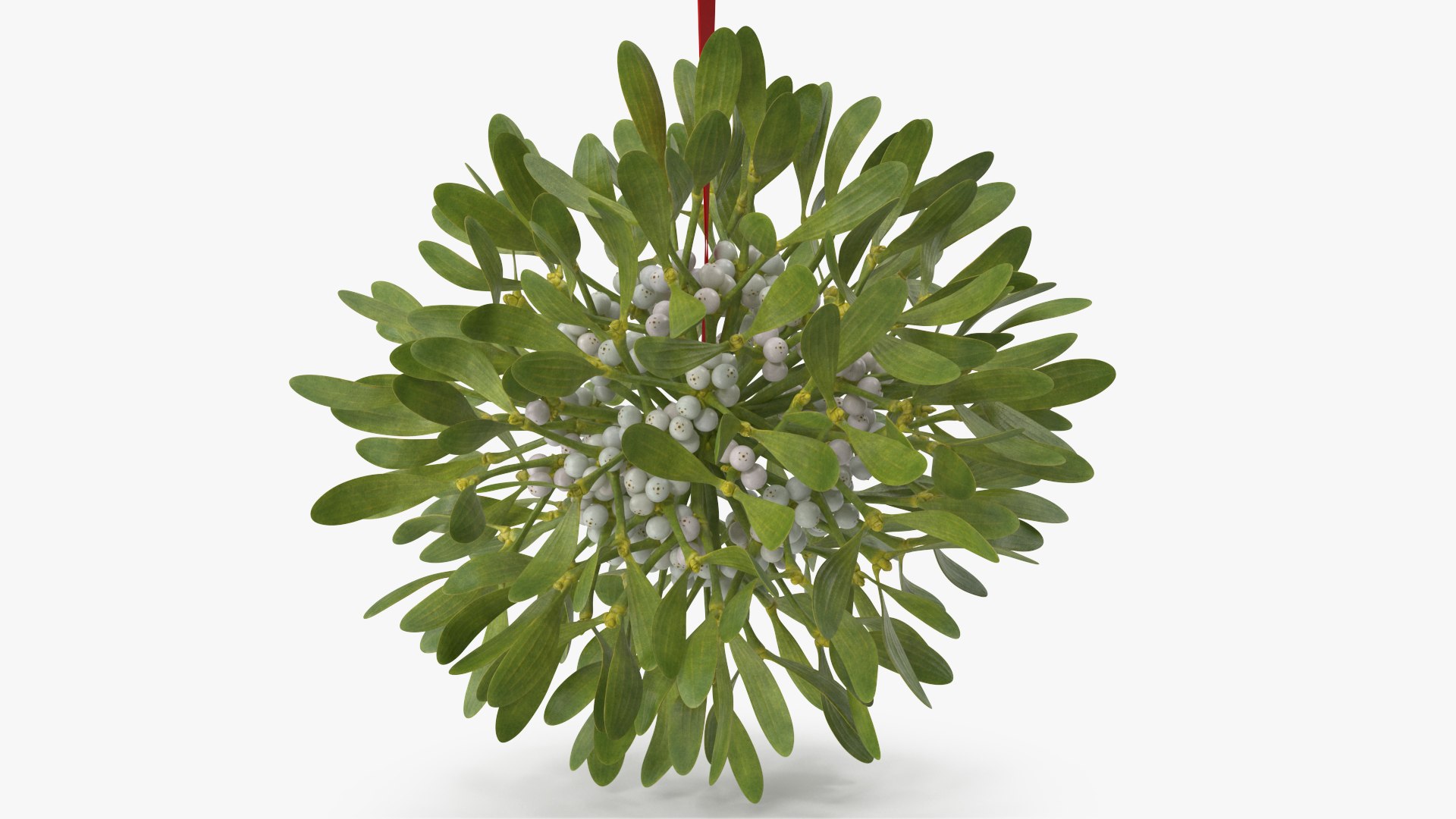 3D Mistletoe V 2 Model - TurboSquid 1804816