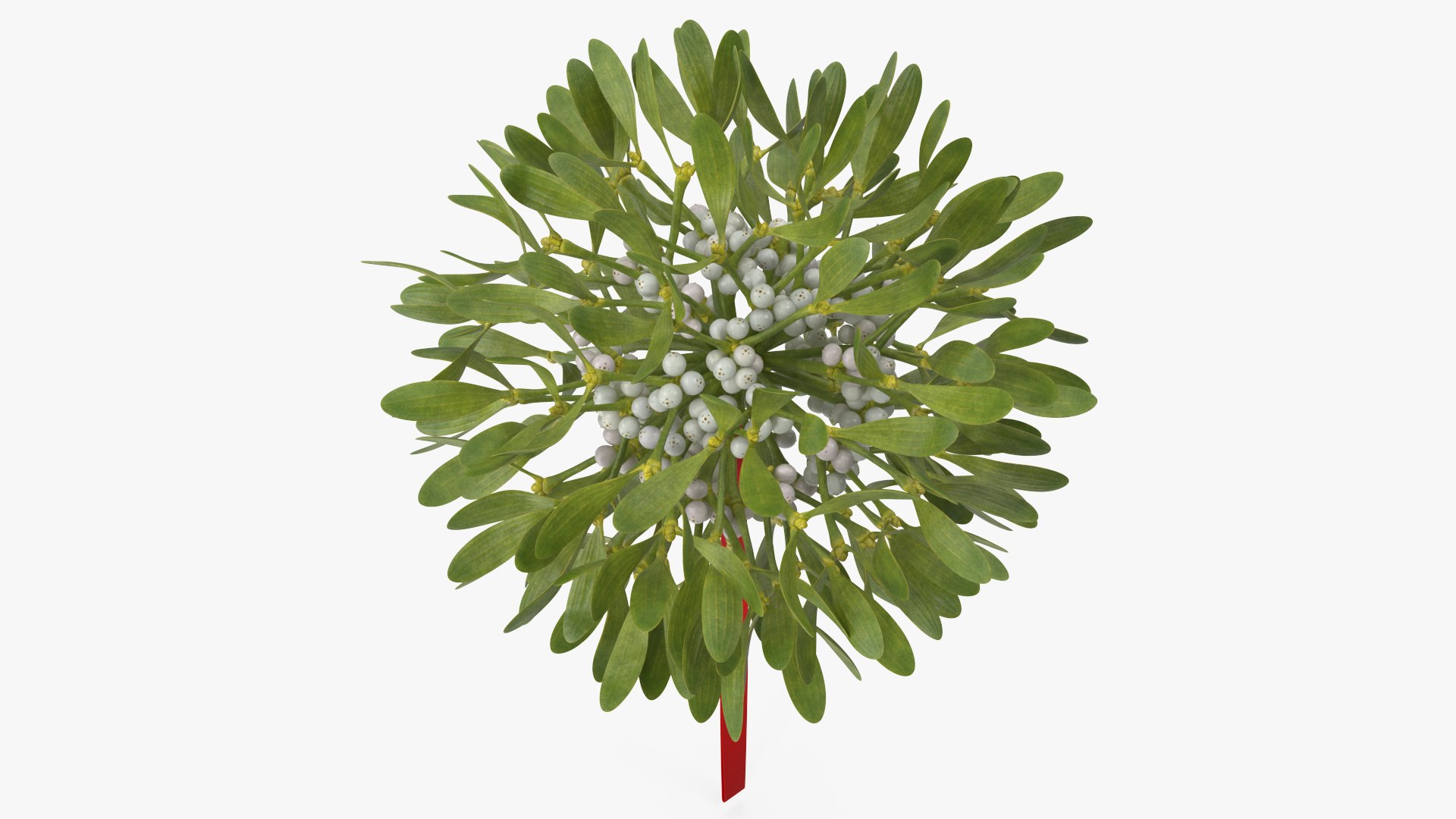 3D Mistletoe V 2 Model - TurboSquid 1804816
