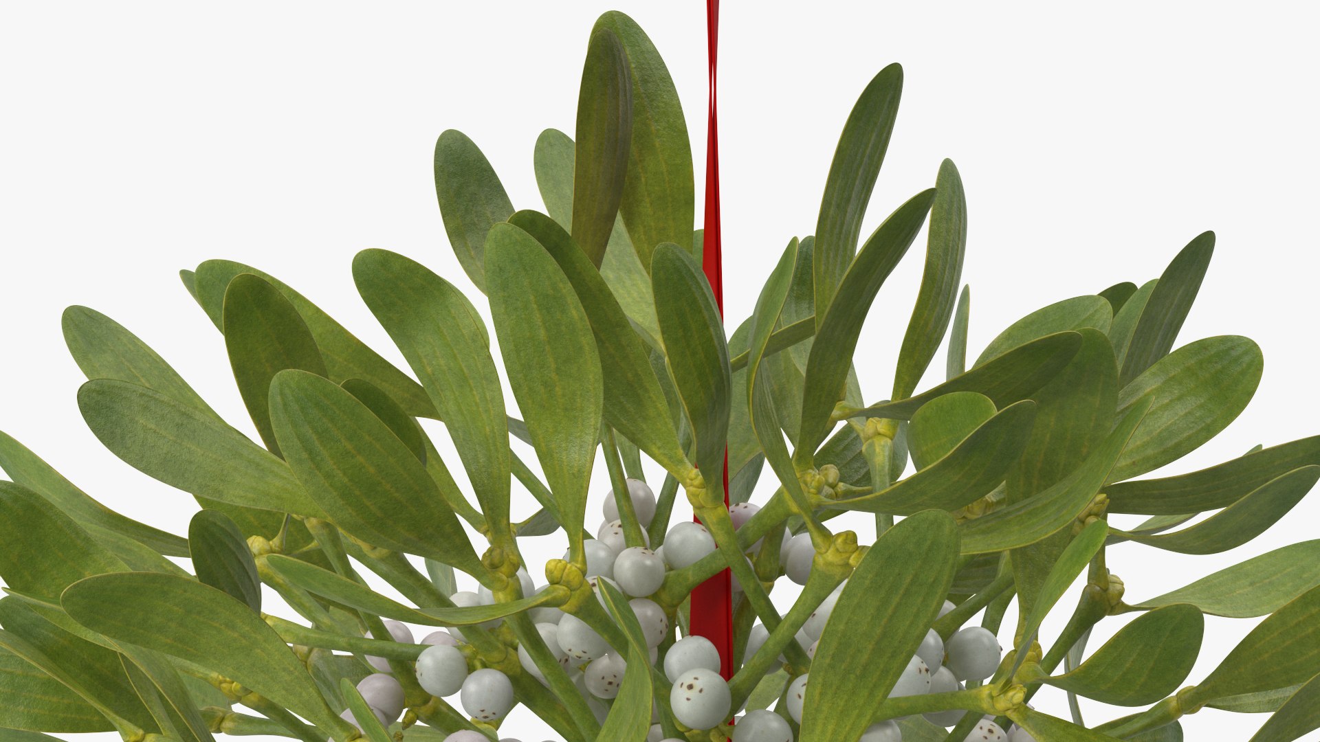 3D Mistletoe V 2 Model - TurboSquid 1804816