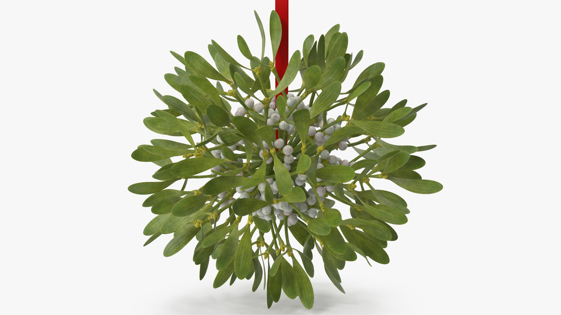 3D Mistletoe V 2 Model - TurboSquid 1804816