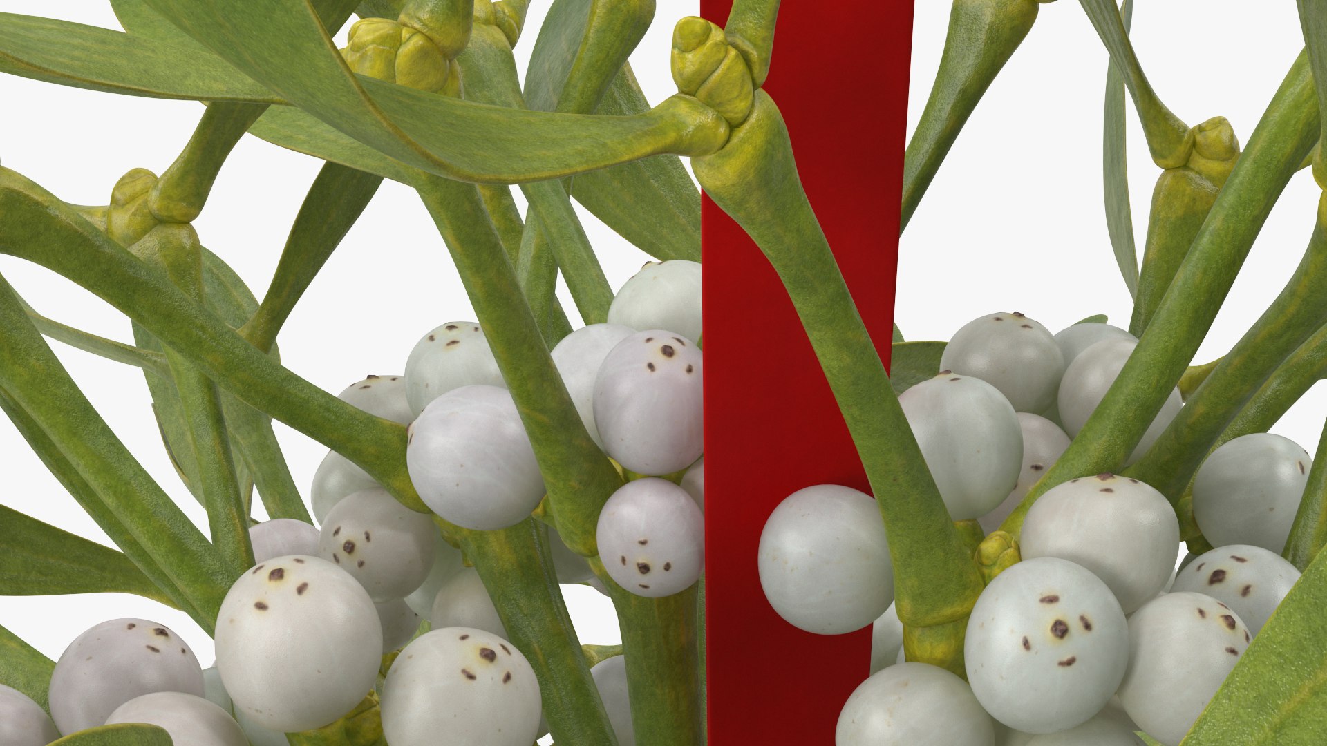 3D Mistletoe V 2 Model - TurboSquid 1804816