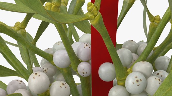 3D Mistletoe v 2 model - TurboSquid 1804816
