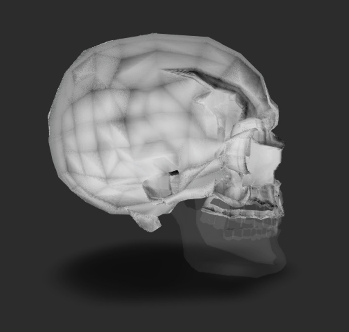 3d model human skull