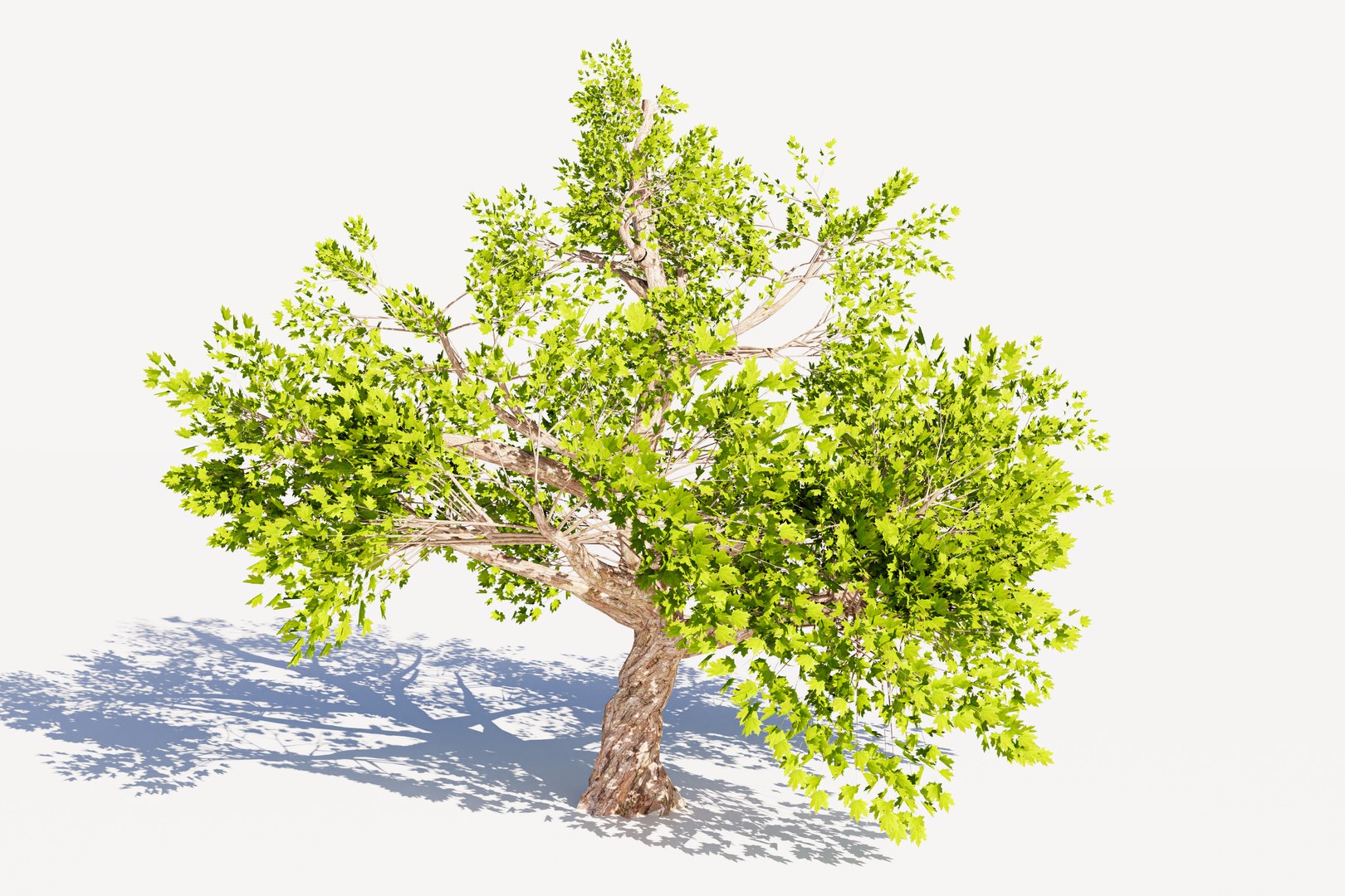 3D Tree 01 - TurboSquid 2249775