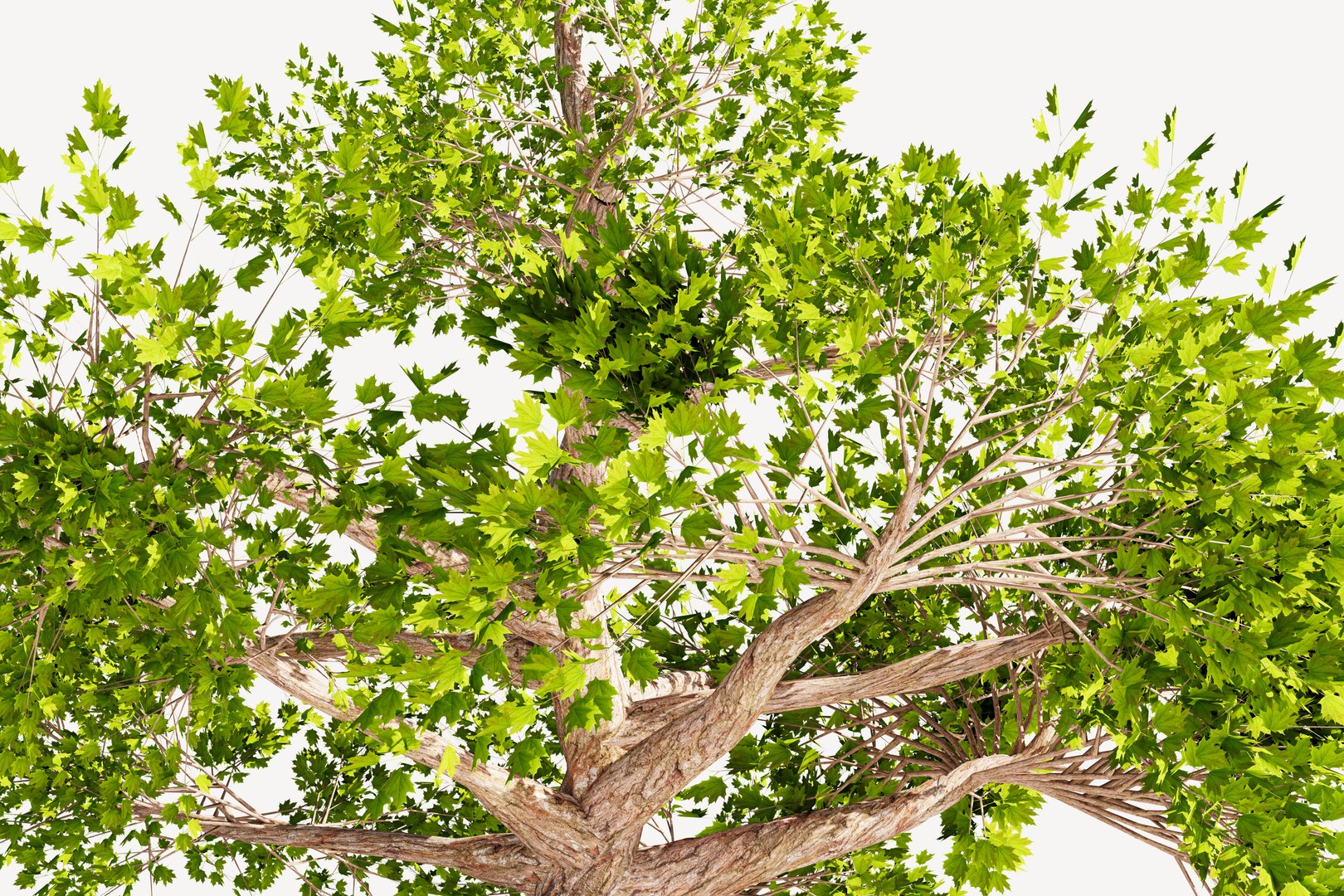 3D Tree 01 - TurboSquid 2249775