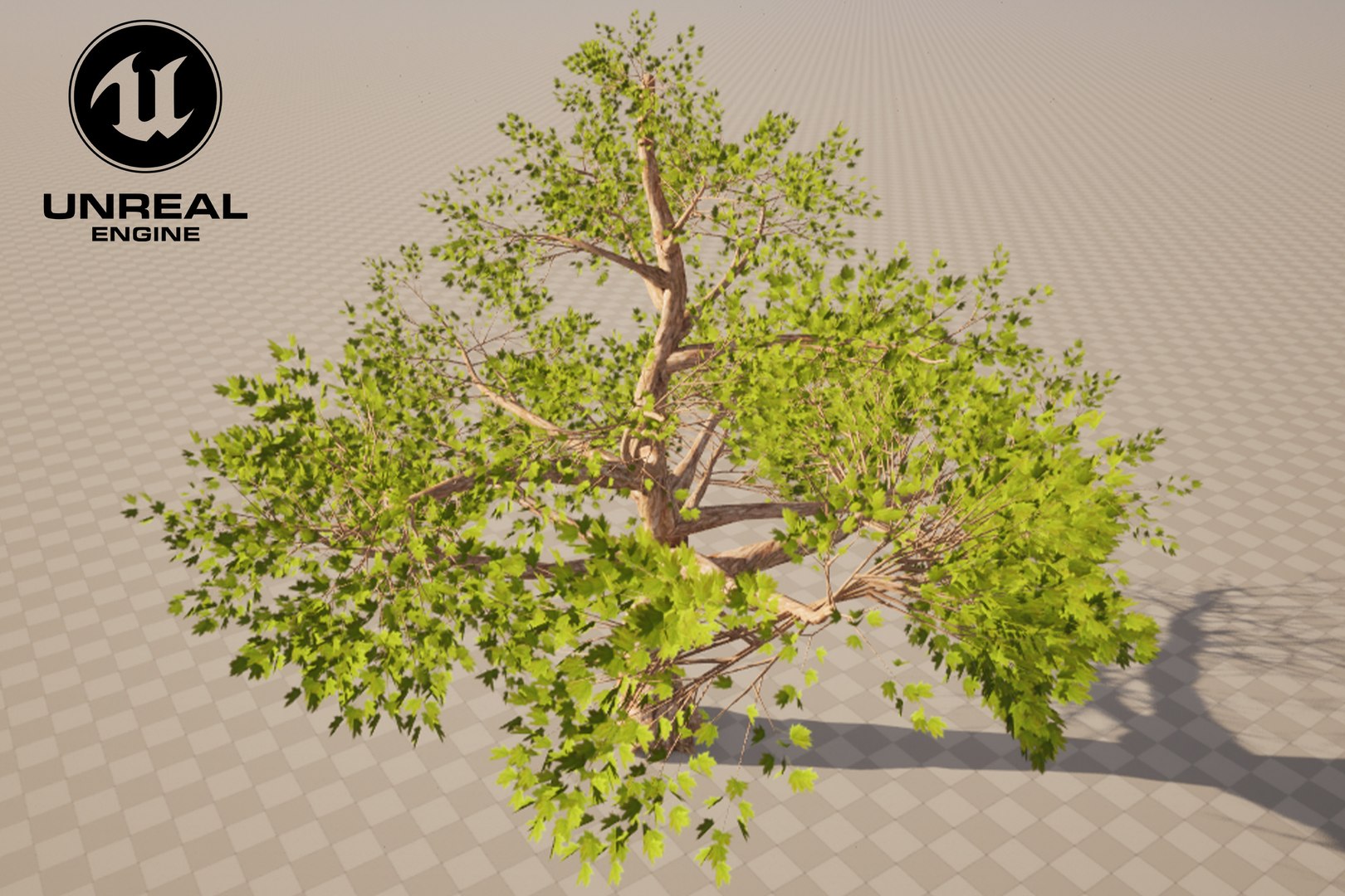 3D Tree 01 - TurboSquid 2249775