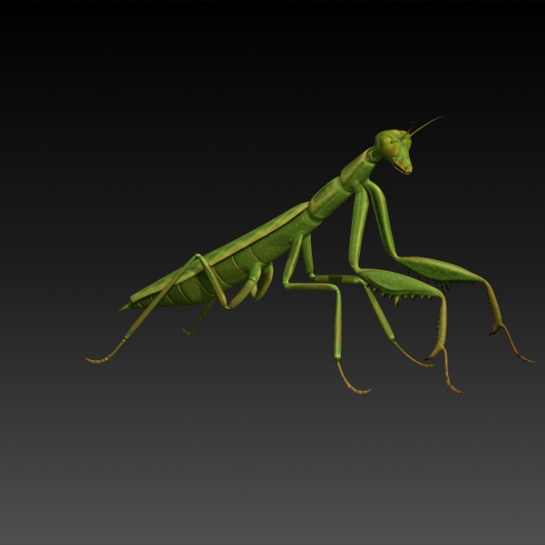 3d Model Realistic Praying Mantis