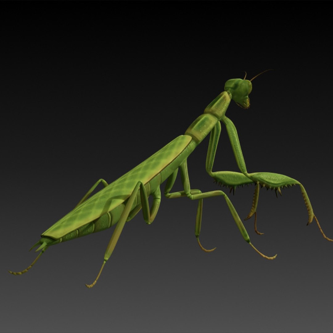 3d Model Realistic Praying Mantis