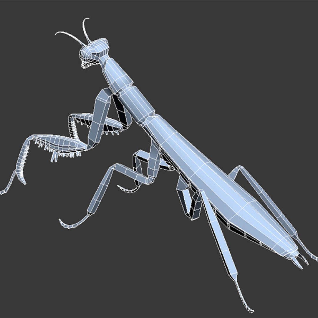 3d Model Realistic Praying Mantis