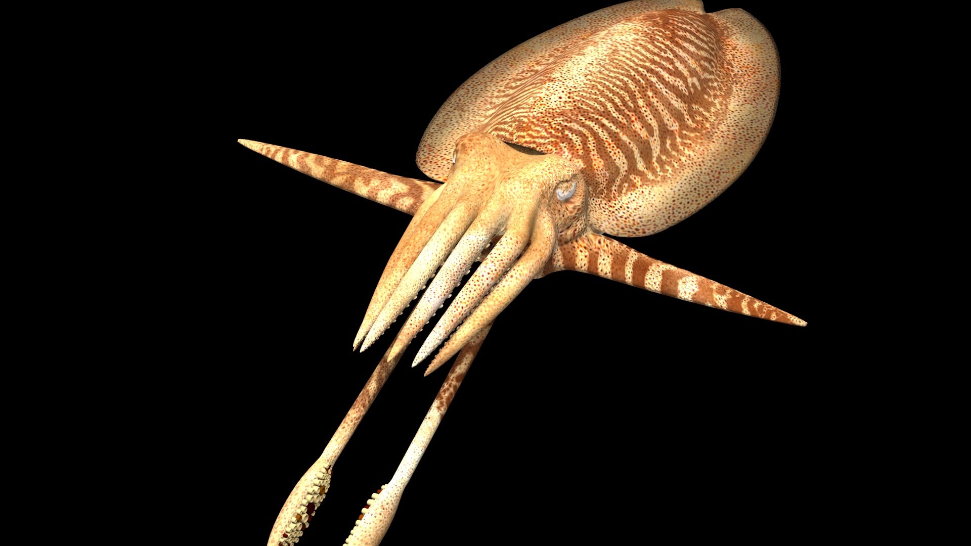 Cuttlefish 3D Model | 1143307 | TurboSquid