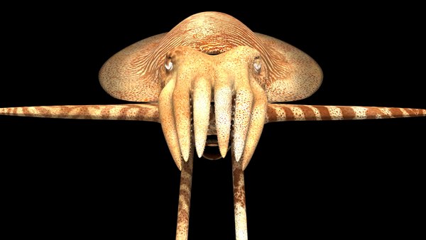Cuttlefish 3D model | 1143307 | TurboSquid