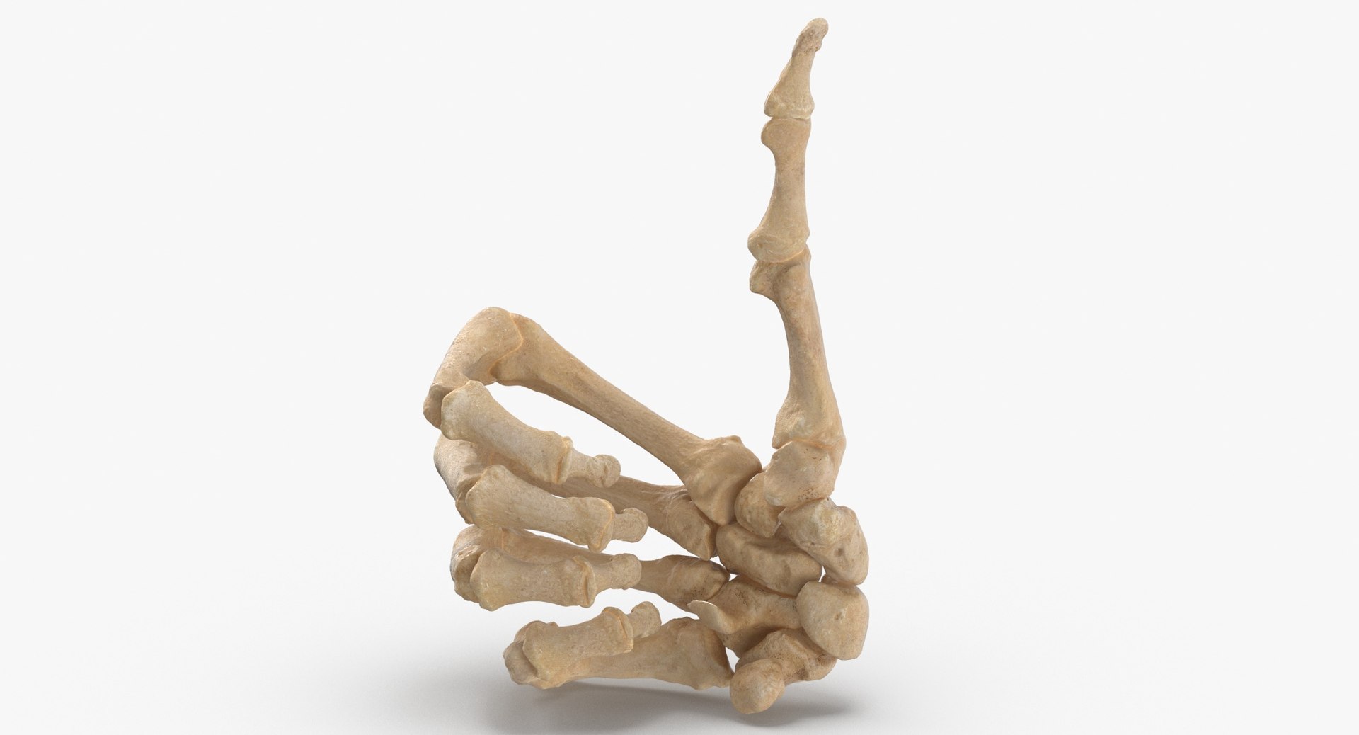 Human Hand Bones Thumbs Up Sign White And Yellow Collection 01 - 2 ...