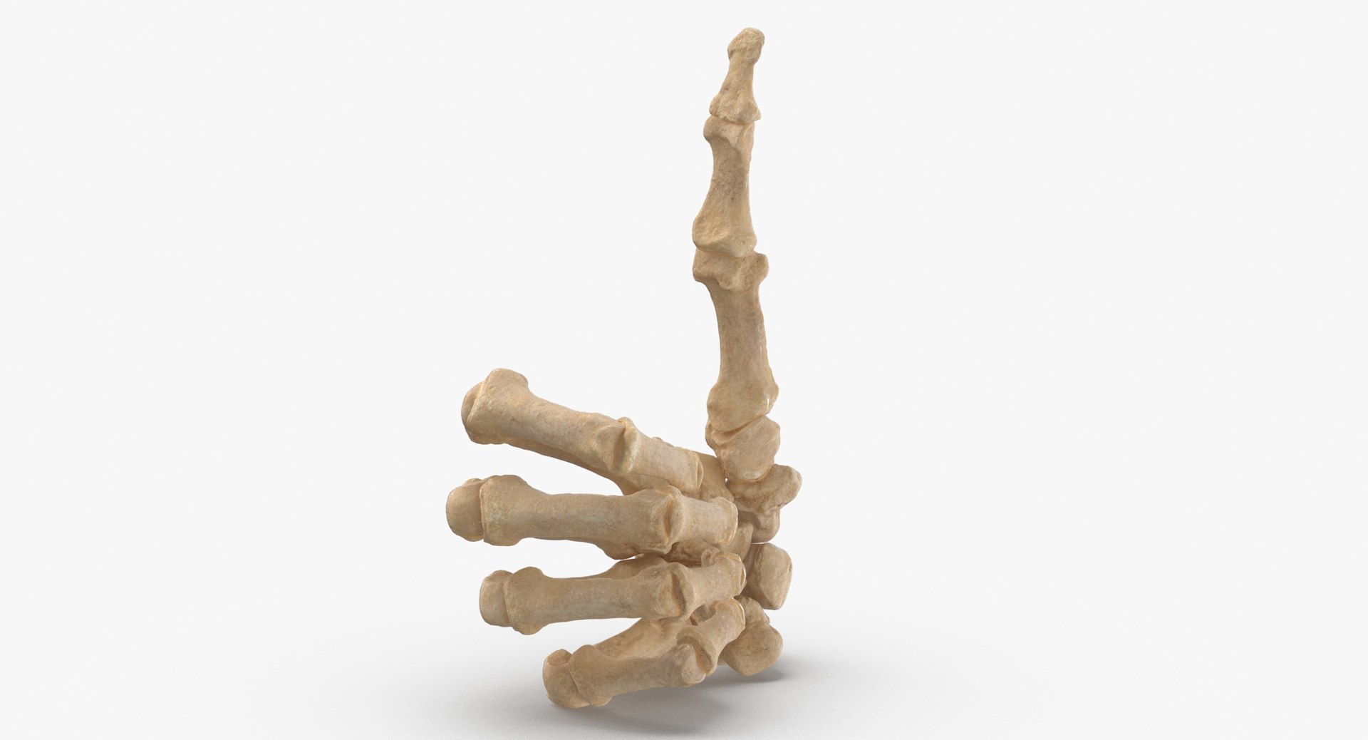 Human Hand Bones Thumbs Up Sign White And Yellow Collection 01 - 2 ...