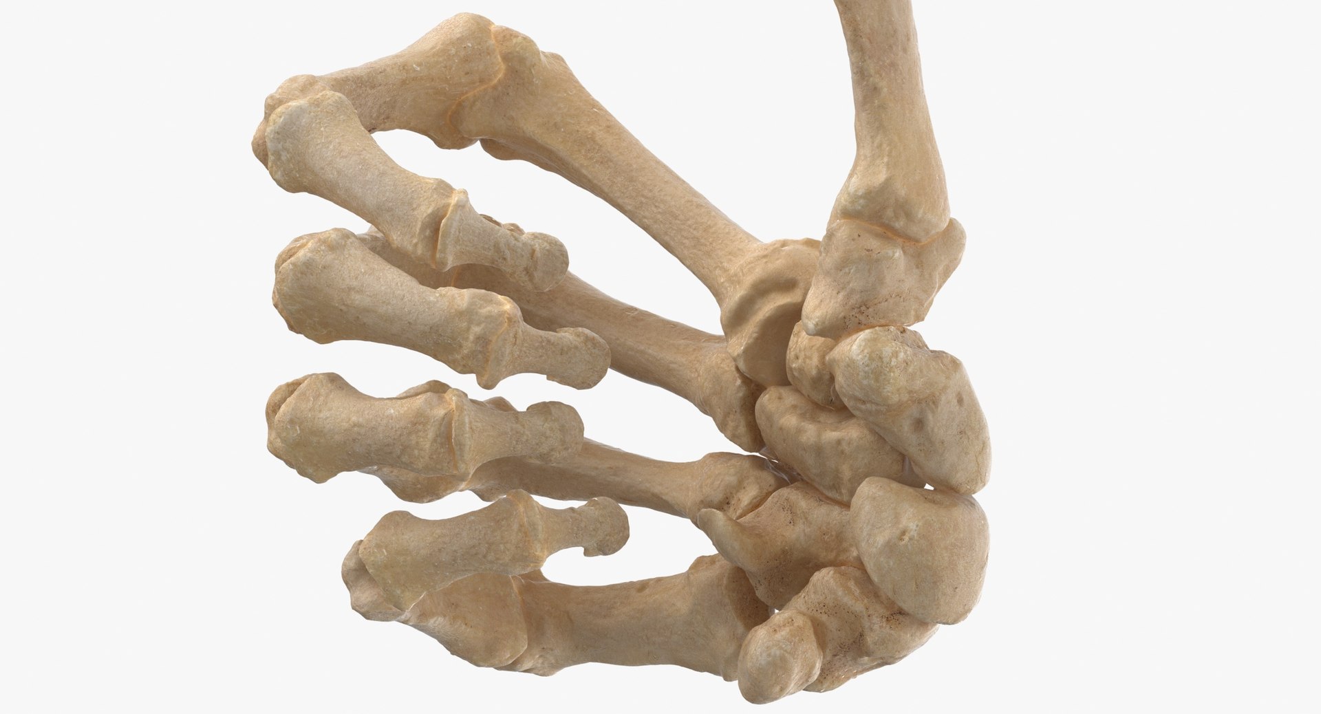 Human Hand Bones Thumbs Up Sign White And Yellow Collection 01 - 2 ...