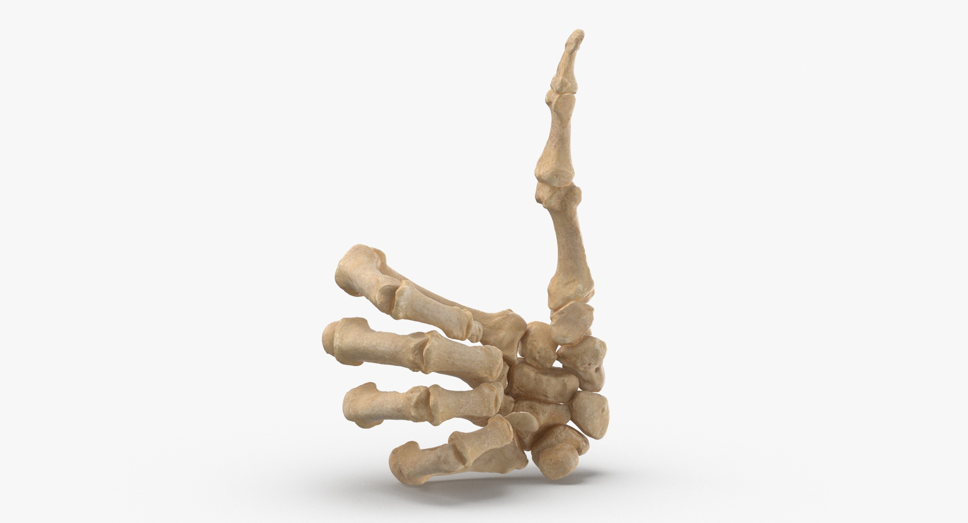 Human Hand Bones Thumbs Up Sign White And Yellow Collection 01 - 2 ...